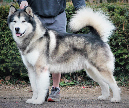 Alaskan Malamute - Breed Standard, History